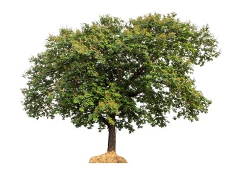 Tree Transparent PNGs For Free Download