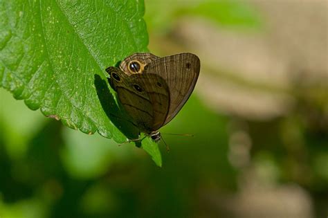 Cissia Pompilia Plain Satyr Costa Rica Kleintiergalerie