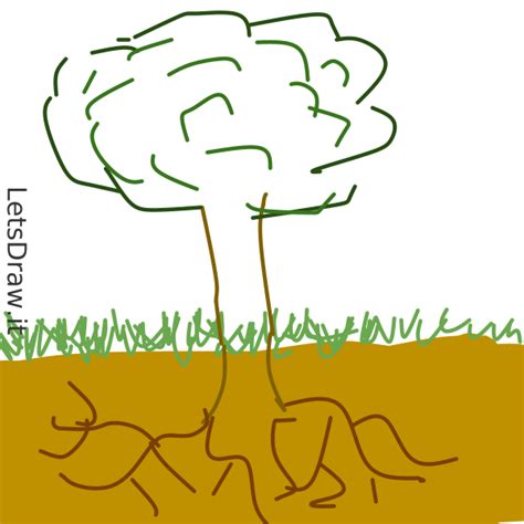 How To Draw Root Ge8abj5nc Png LetsDrawIt