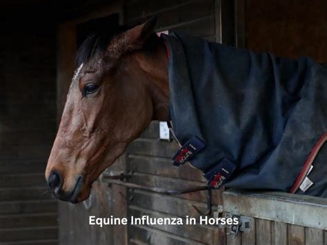 Equine Influenza In Horses Its Herbal Treatment