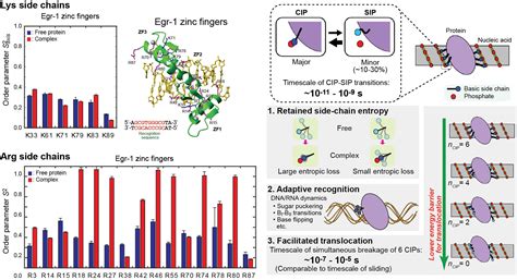 Protein Dna Dynamics