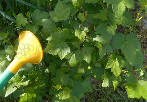 Подкормка смородины весной летом и осенью Мастер класс с фото