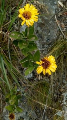 Calea Peruviana Picturethis