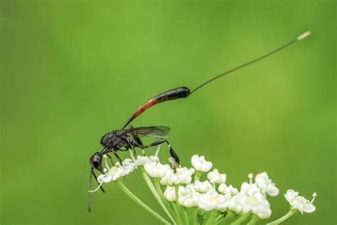 Owad Bilder Durchsuchen 8056 Archivfotos Vektorgrafiken Und Videos