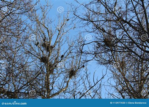 Birds Nest In Trees In Early Spring Stock Photo Image Of Shining Birds 113977030