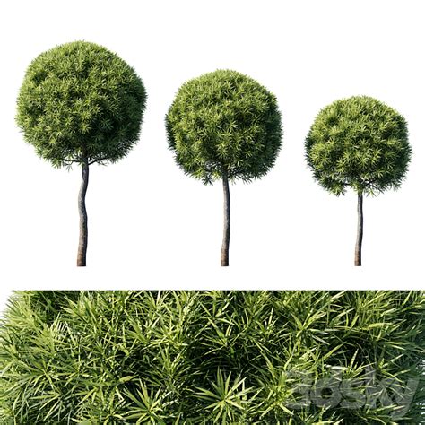Podocarpus Macrophyllas 04 Tree 3d Model