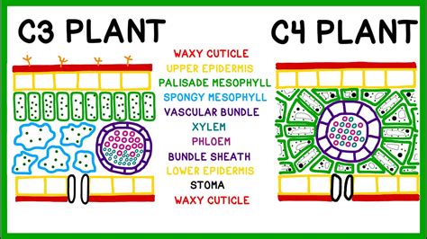 C C And Cam Plants Plant Ideas