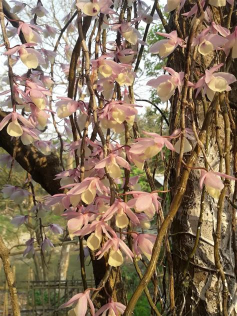 Dendrobium Aphyllum Hooded Orchid