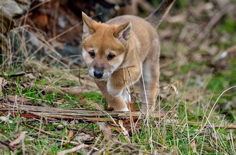 Dingo Pups