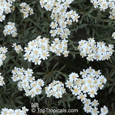 Achillea Sp Yarrow Top Tropicals Plant Encyclopedia