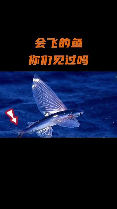 会飞的鱼你见过吗？ 海洋生物 涨知识 我们的海洋 飞鱼 海洋 涨知识 科普一下 科普知识 有趣冷知识 故宫 科普 科普知识