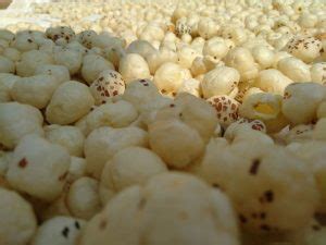 Asus Zenfone Selfie Dual Camera Review Best In Price Techniblogic