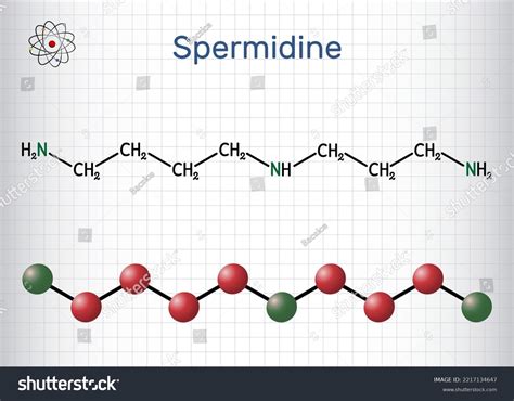 Spermidine Molecule Triamine Polyamine Formed Putrescine Stock Vector Royalty Free 2217134647