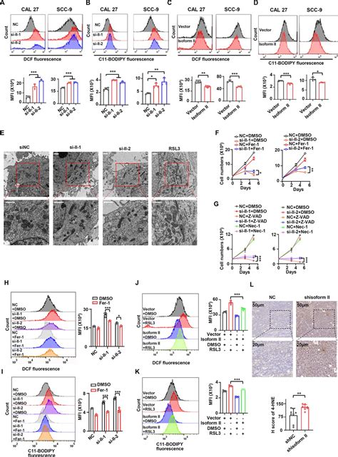 Figures And Data In Runx2 Isoform Ii Protects Cancer Cells From