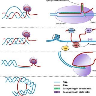Typical Examples Conveying Diverse RNA Functionalities Through RNA RNA Download Scientific