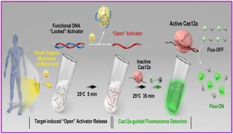 The Schematic Diagram For Detecting Non Nucleic Acid Targets By Download Scientific Diagram