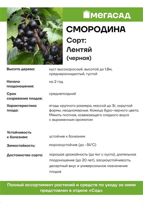 Саженец Смородина черная Лентяй открытая корневая система 265271 купить ...