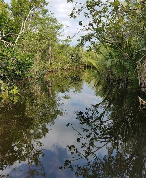 Mangrove Bangka Belitung Yang Eksotis