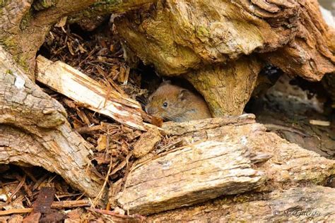 How To Get Rid Of Voles In Your Yard A Simple Guide