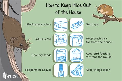 How To Get Rid Of Mouse In Wall Step By Step Guide Taft Independent