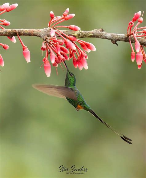 Colibrís La Belleza De La Naturaleza En Tu Jardín Long Tailed