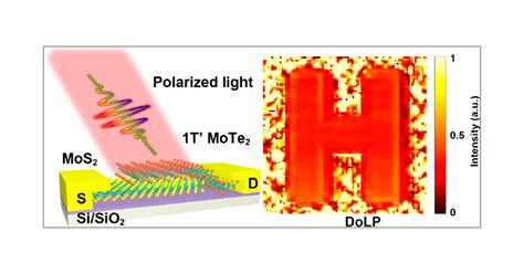 Polarization Sensitive Self Powered And Broadband Semimetal Mote2 Mos2 Van Der Waals