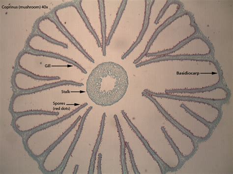 Basidiomycota Dr Peat S Biology Page