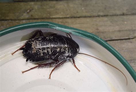 Cockroaches The Ultimate Guide Pf Harris