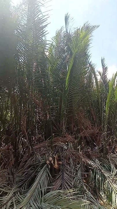 Sasa X Pawid Trending Viral Shorts Youtube