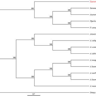 Maximum Likelihood ML Tree Was Reconstructed Based On 15 Complete Download Scientific Diagram