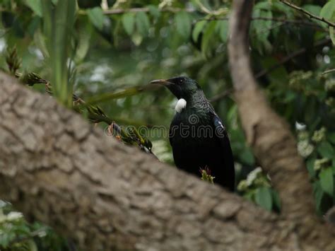 New Zealand T Perched In Native Cabbage Tree Stock Image Image Of