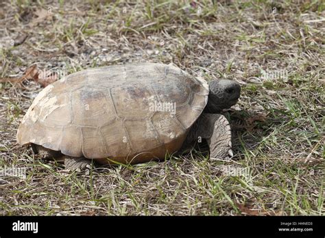 A Closeup Of A Gopher Tortoise Gopherus Polyphemus Stock Photo Alamy