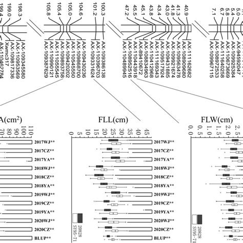 Genetic Map Of The Major Quantitative Trait Loci Qtl Qfll Sau Sy 2b