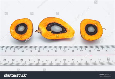 Oil Palm Fruit Structure