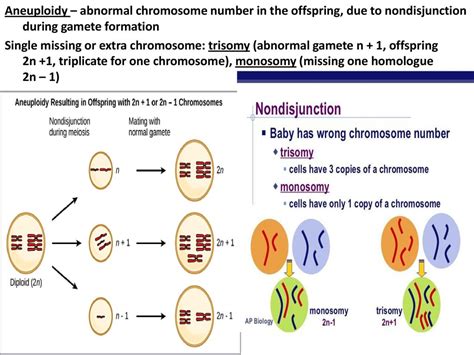 Sgn18 The Chromosomal Basis Of Inheritance Ppt Download