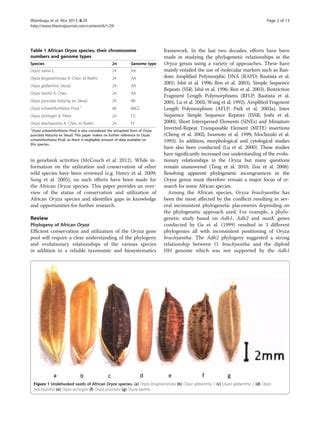 Rice PDF Agriculture Industries