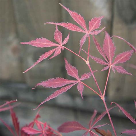 Suminagashi Japanese Maple Tree T Tree2mydoor