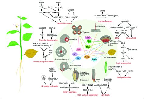 Schematic Representation Of The Transcriptional Regulation And