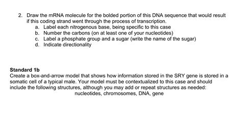 Draw The MRNA Molecule For The Bolded Portion Of This Chegg