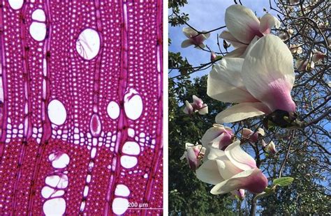 Pin By David Semple On Microscopic Wood Anatomy Pattern Art Pattern