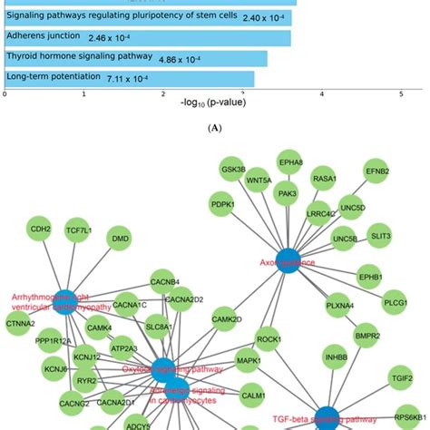 Pathway Enrichment Analysis For Mir 129 5p Targets Enriched Kegg