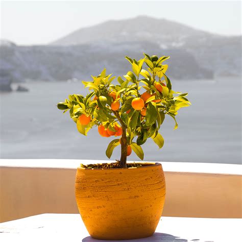 과일나무 화분에 심어도 될까 화분 빗속의 여인