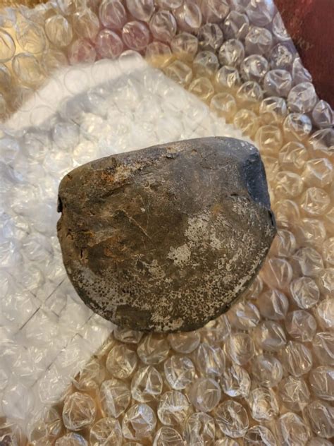 Jurassic Fossilised Giant Mussel Shell 110 Million Years Old For Sale