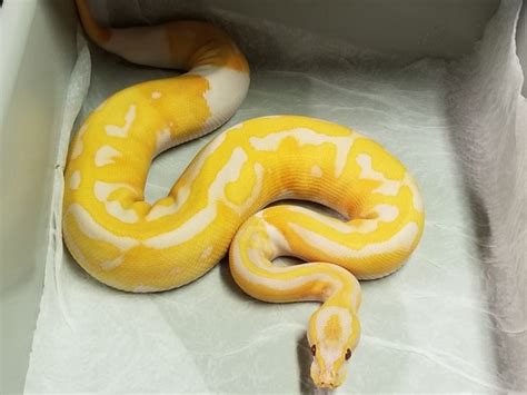 Dreamsicle Ball Python By Savage City Pythons