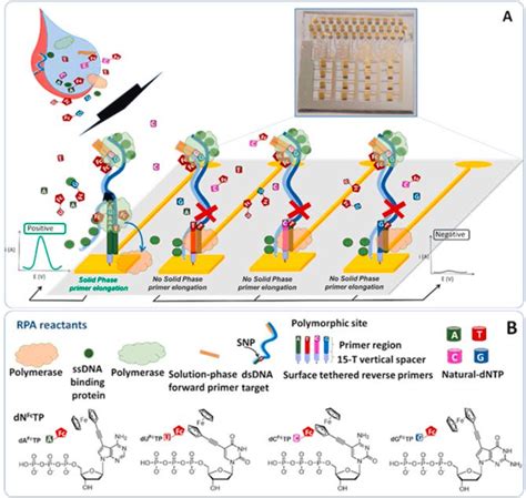 🩸🧬 Electrochemical Detection Of Single Nucleotide Polymorphisms Hypertrophic Cardiomyopathy Hcm