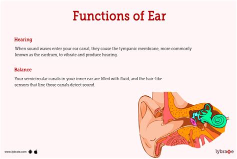 Ear Human Anatomy Picture Function Diseases Tests And Treatments