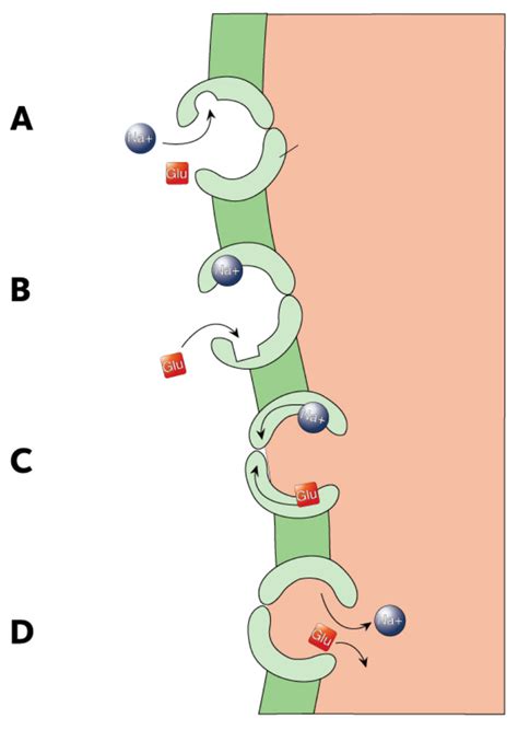 Glucose Binding To Co Transporter Diagram Quizlet