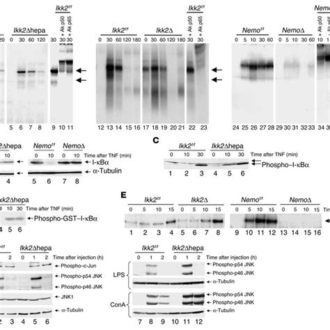 Nf κb Activation In The Liver Upon Tnf α Stimulation Is Blocked In Mice Download Scientific