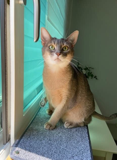 아비시니안 캐리 고양이 책임분양 ♥ 아이조아 유기방지입양 파양 강아지보호소 고양이보호소 무료분양센터