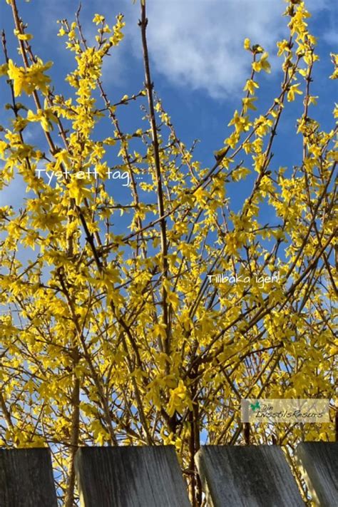 Tyst Ett Tag Tillbaka Igen Din Livsstilsresurs